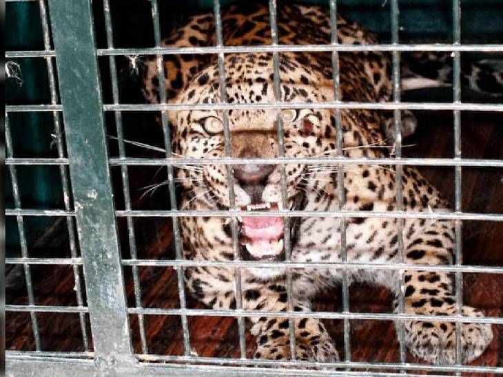 Gujarat Lion Leopard Attack; Two Children Killed In Amroli
