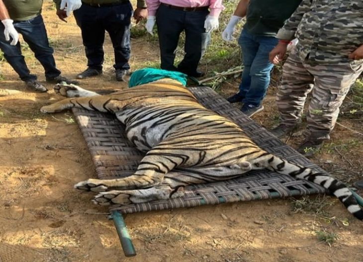Ranthambore Tiger Death | Tiger T-104 Died In Udaipur Sajjangarh ...