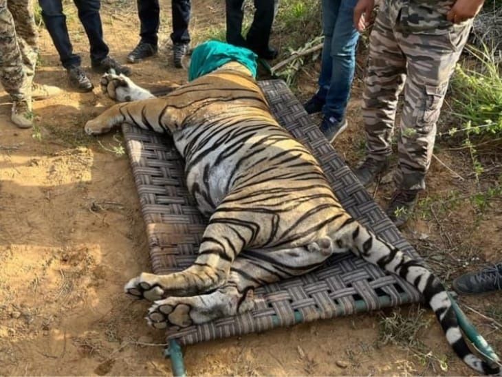Tiger left the world just a few hours after being tranquilized ...