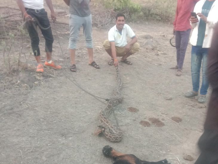 Python hunted goat in Mhow, people caught the python with a rope ...
