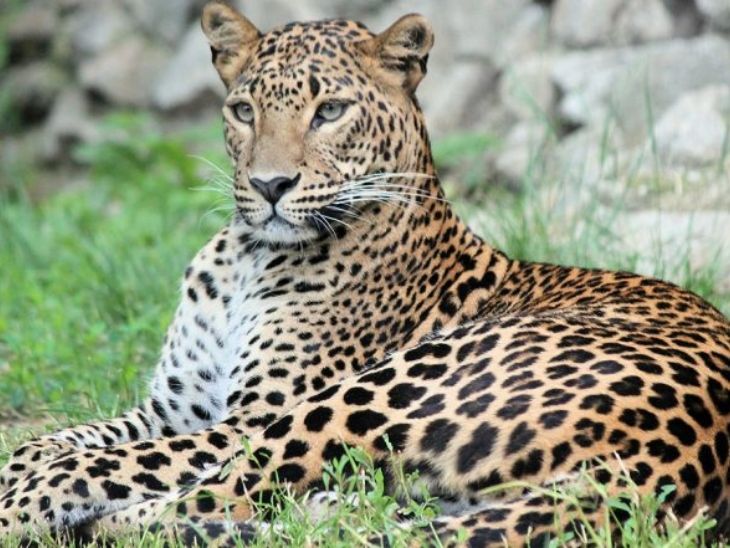 Gujarat Leopard Attack Death Case; 2 Year Old Boy Killed In Amroli