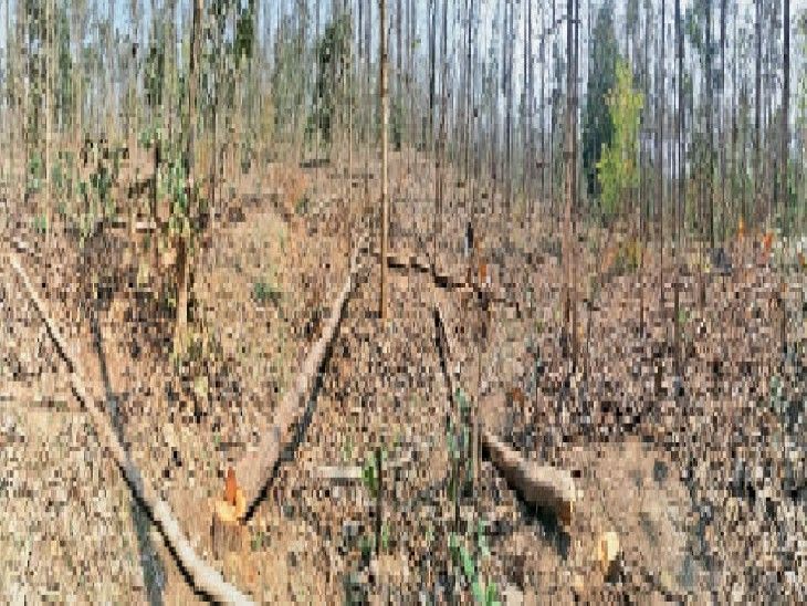 Gokul gang cut 125 year old teak trees from Mahupani forest | रामेश्वर ...