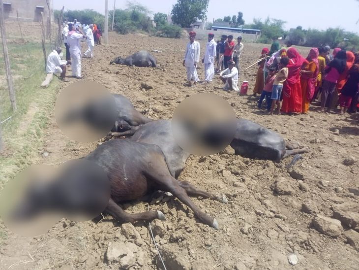 6 animals died due to electrocution in Dudu, woman narrowly escaped ...