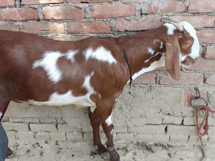 Allah is written in Arabic on the goat's back, the cost of the goat has ...