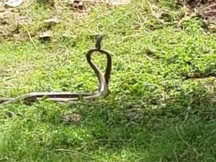 seen hugging each other; Snakes have courtship before the rainy season ...
