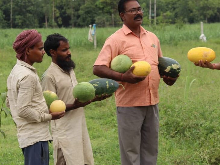 Identification of area made of watermelon and melon of yellow, red ...