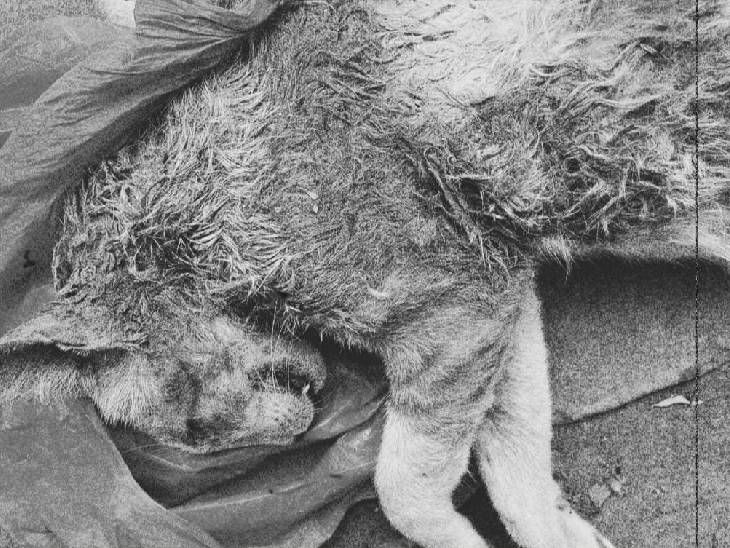 Rod marks on Mimi's body, pet owner complains to police | गाजियाबाद में ...