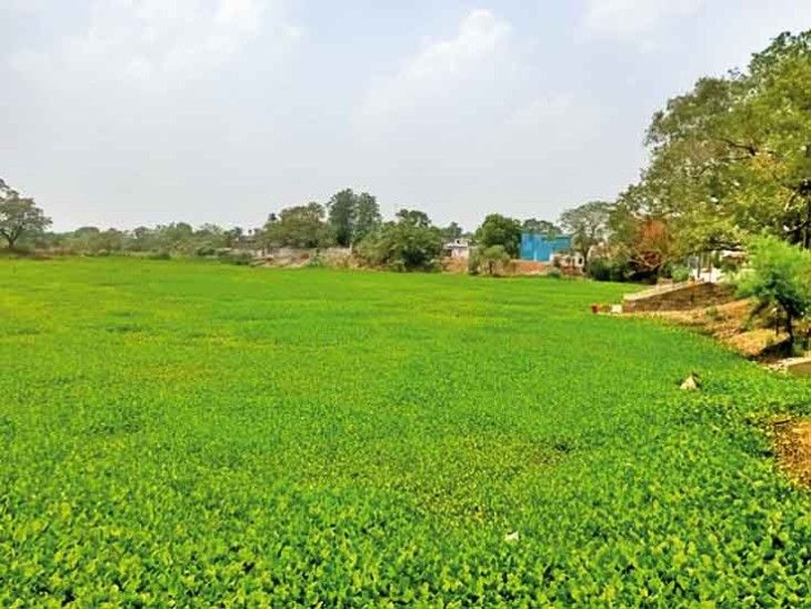 Ancient Ramsagar pond covered with water hyacinth, water stinks ...