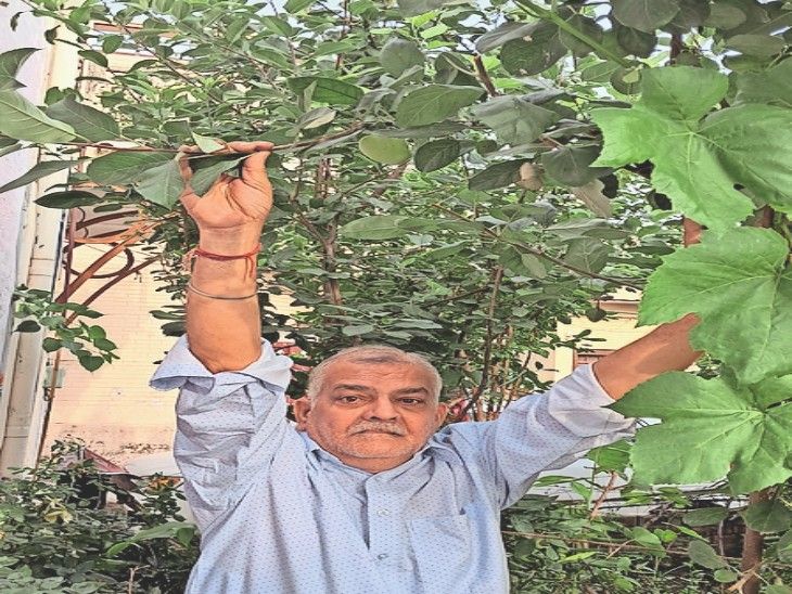 Wheat getting spoiled due to heat, but Om Prakash's plant of Alawalpur ...