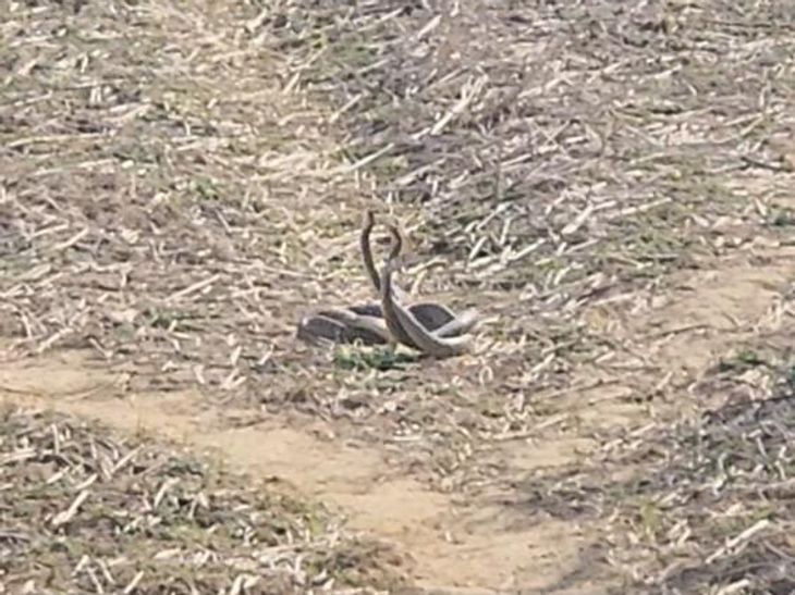 People gathered to see the mating of snakes, captured the rare moment ...