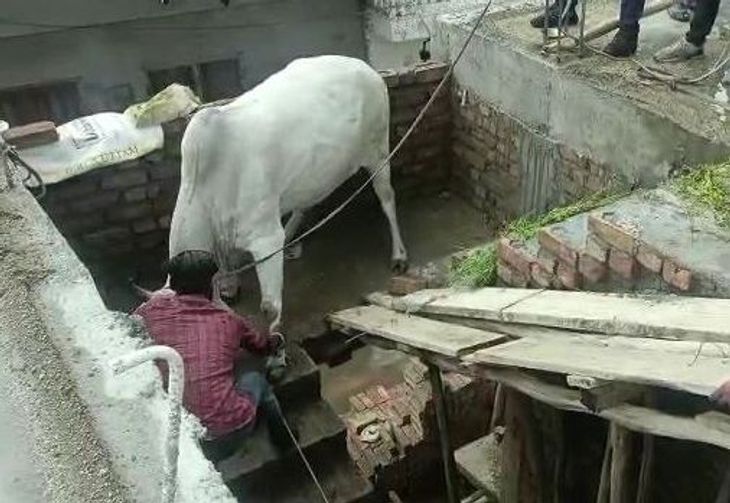 The cow vigilantes pulled them off the roof after an hour's effort ...