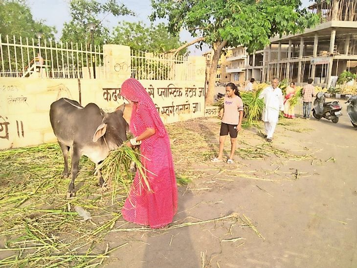 Women kept fast on Nirjala Ekadashi, did charity in Goshalas and ...