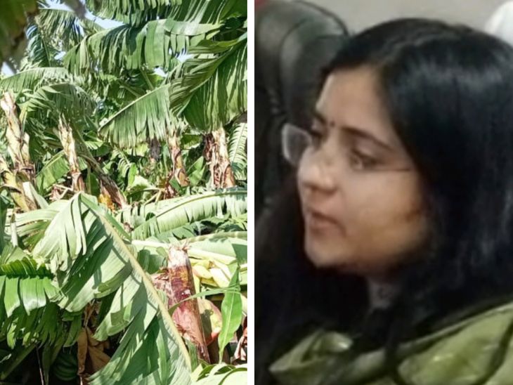 456 hectare crop of 393 farmers affected, 315 houses also damaged | तेज हवा और आंधी से हुए ...