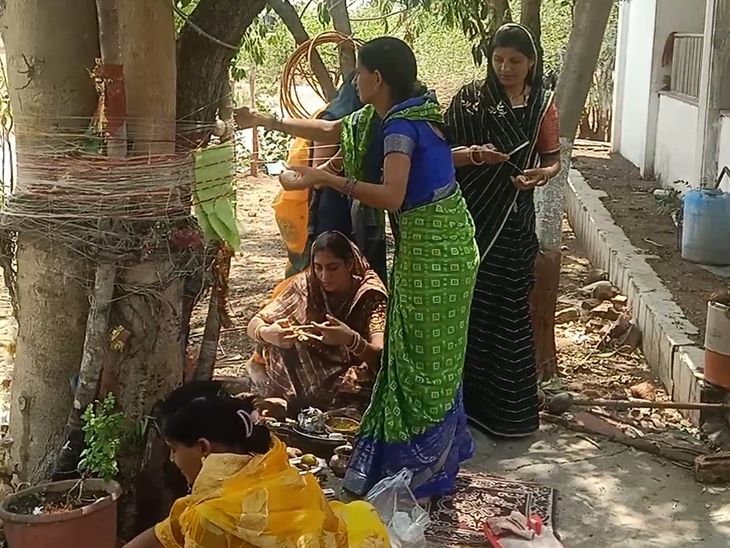 For the long life of the husband, worship of peepal-neem and banyan ...
