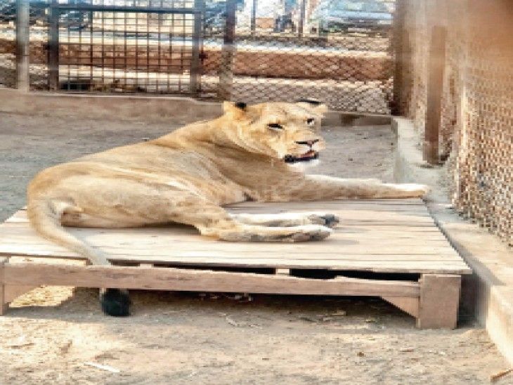 For the first time in the country, lion breeding will be done in the ...