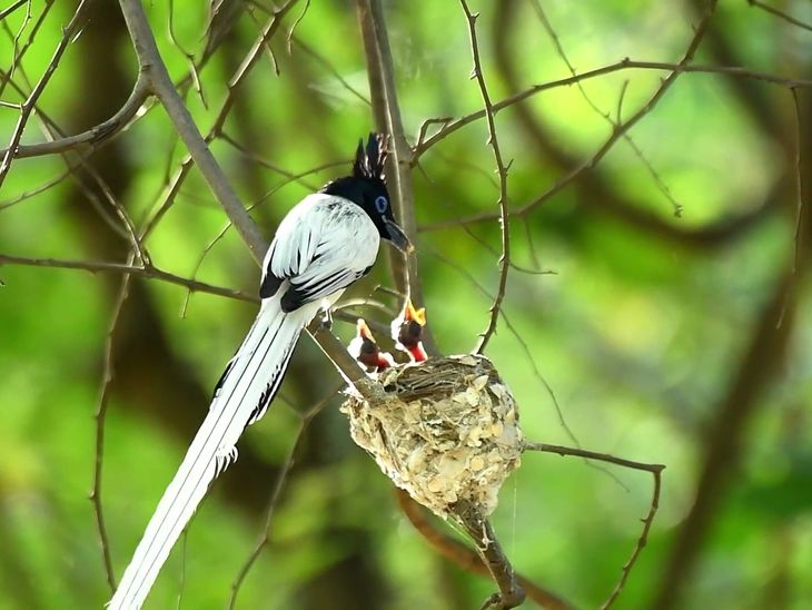 Rare video of Dudhraj bird caught on camera in Bhainsajhar forest ...