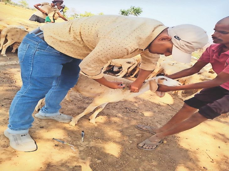 29 sheep died due to heat stroke, treatment of 175 continues | तड़प कर ...