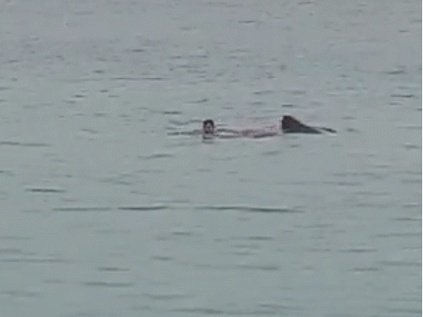 Egypt Shark Attack Video; Russian Tourist Killed | Egyptian Red Sea Resort