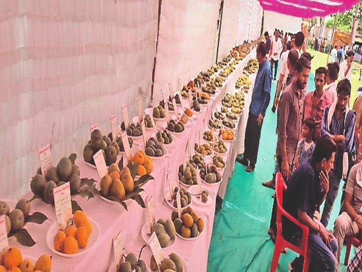 Noorjahan of 2 kg 300 grams was the center of attraction, more than 100 ...