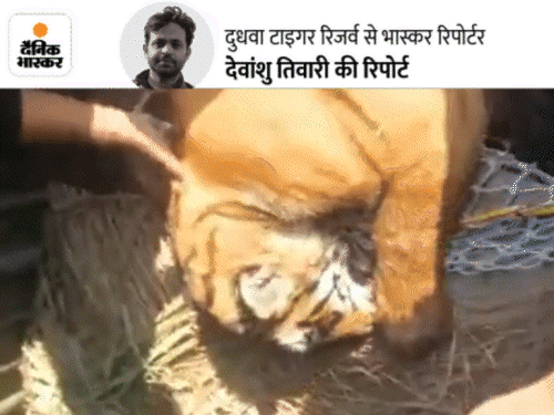 Tigers Death | Dudhwa National Park Tigers Death Case Report | खुद ही ...