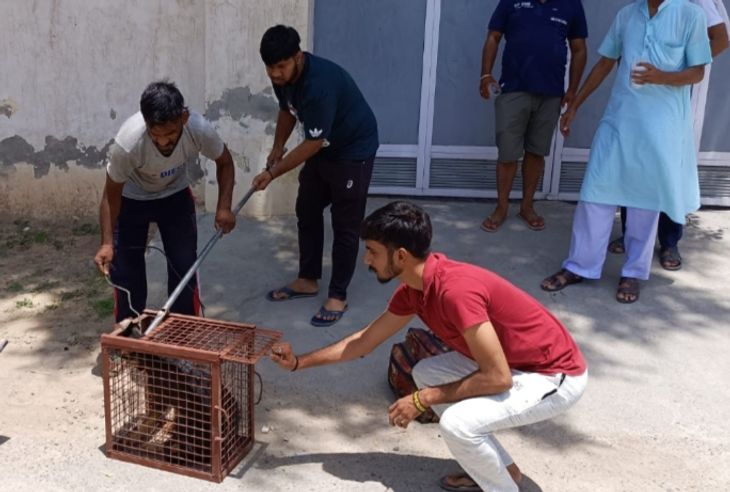 The team of Gau Raksha Dal put it in the cage after many hours of ...