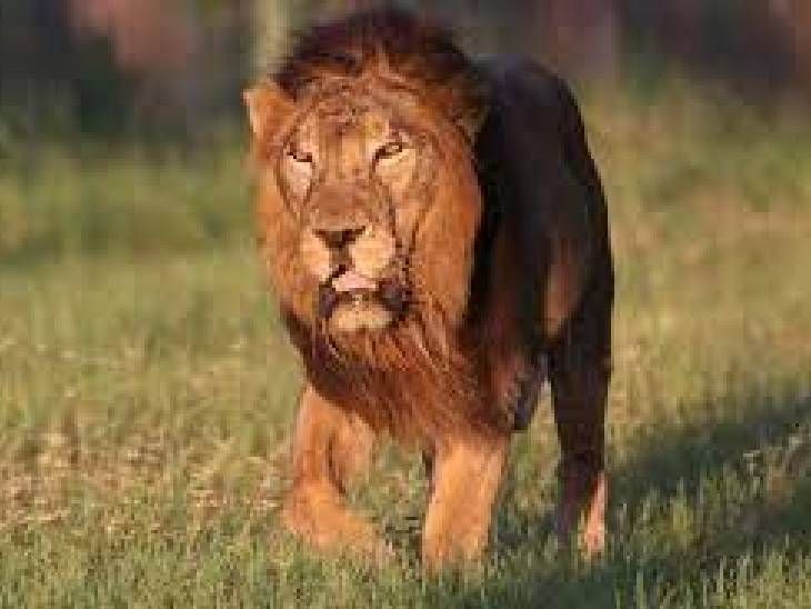 The health of Babbar lion, the only lion of Lucknow Zoo, deteriorated ...