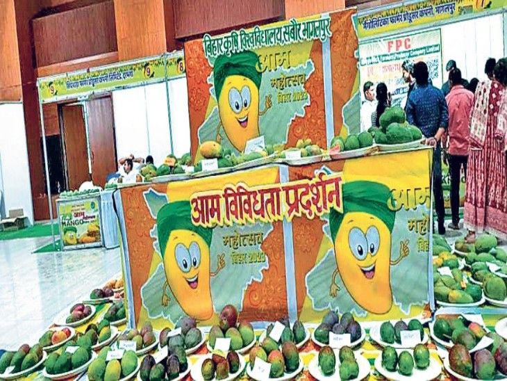 Production of about 15.50 lakh tonnes of mango in 1.60 lakh hectare in ...
