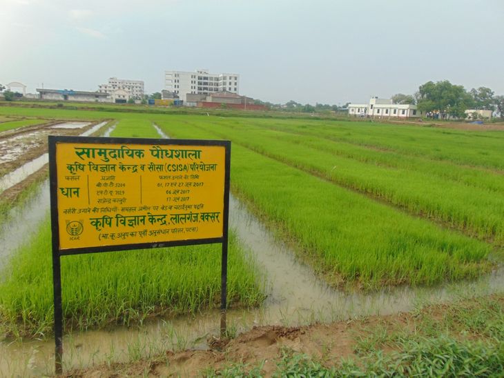 Plant seedlings with Dapog method: paddy nursery will be ready in 14 ...