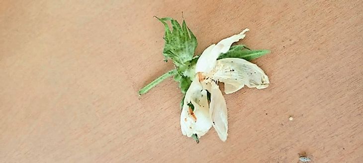 Outbreak of pink bollworm in early crops of Narma, if control is not ...