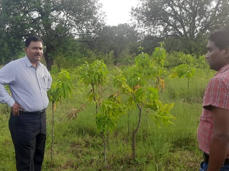 15 thousand Sundaraja mango trees being prepared in Rewa Govindgarh ...