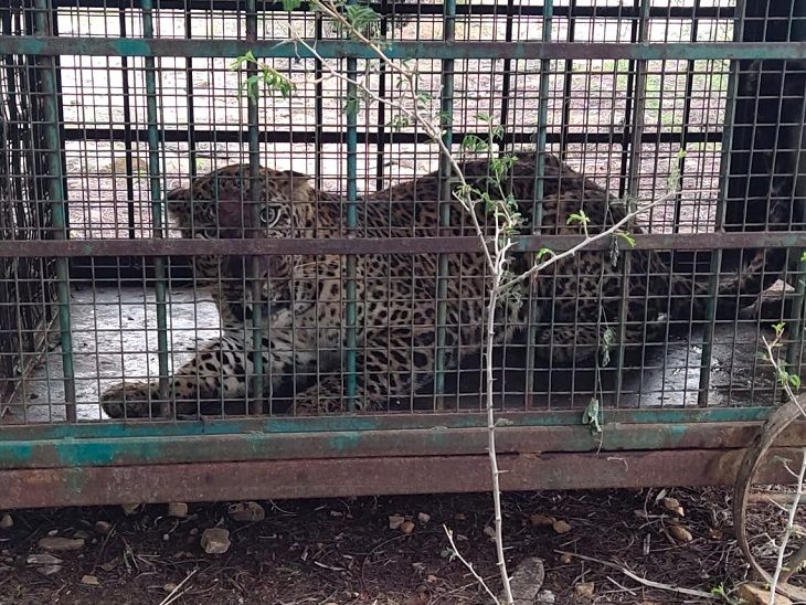 The cage was planted in the Kargate area of Udaipur, the rescue team ...