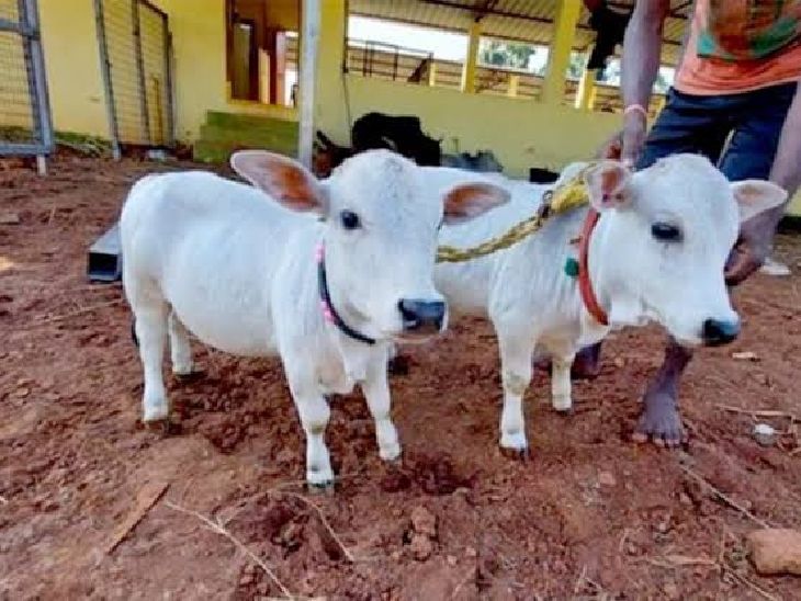 40 thousand grant on purchase of country cow from other state Incentive ...