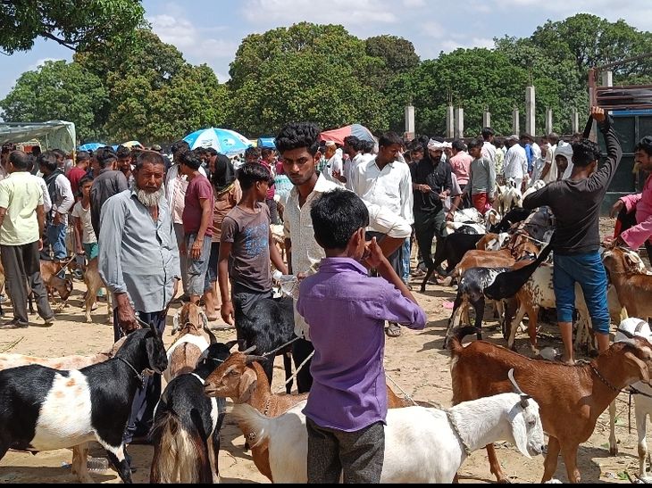 Goats worth up to 70 thousand were sold, traders came from far and wide ...