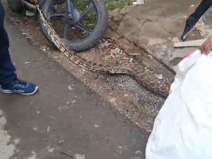 6 feet long python entered the shop, snake catcher rescued and left it ...