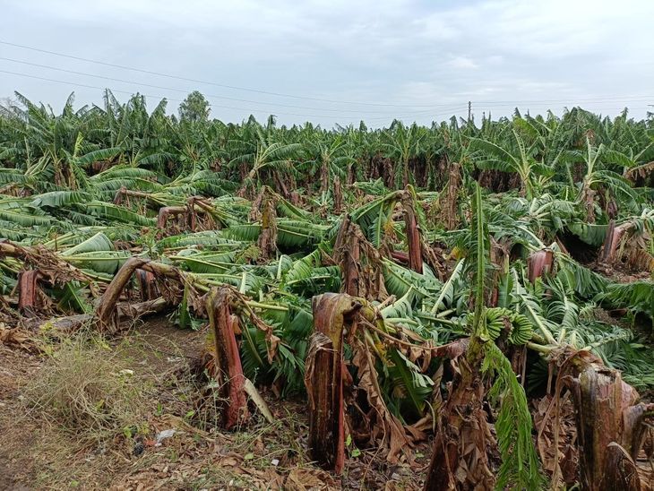 Four and a half thousand hectares of banana crop was affected by the ...
