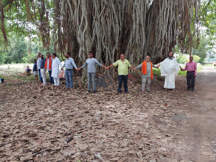 More than a dozen trees were cut in Pendra, people wrapped the stumps ...