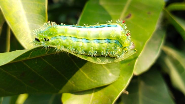 People need to be aware of the misleading messages being spread about pests