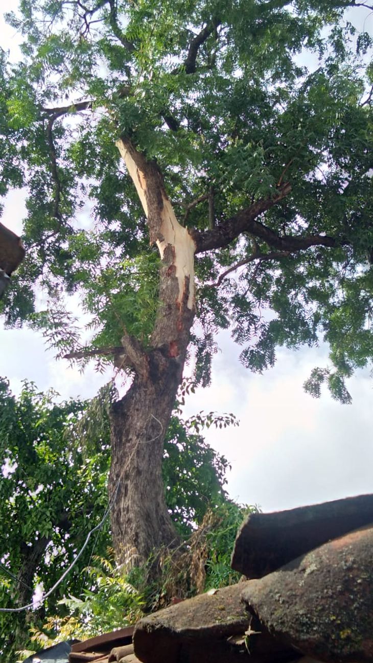 Lightning struck a 30 feet tall neem tree in the courtyard of the house ...