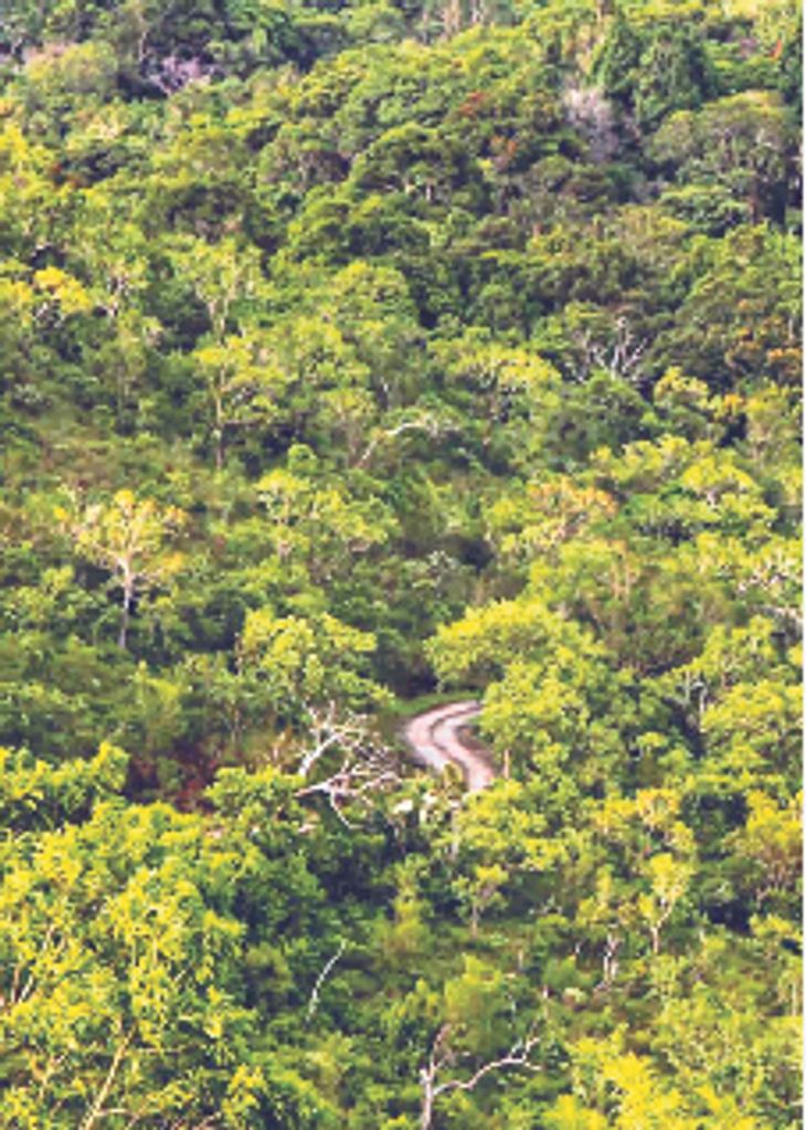 Rain became a boon for 114 species of grass and 86 species of trees and plants of VTR, lush ...