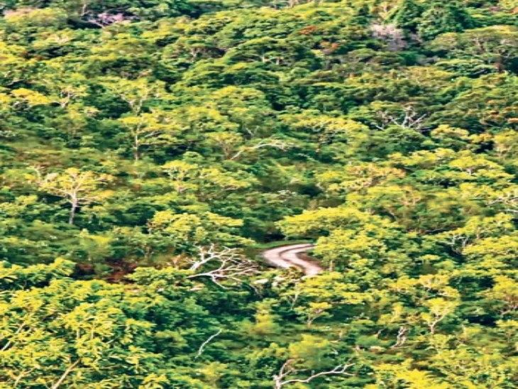 Rain boon for 114 species of grass and 86 species of trees and plants of VTR | मौसम ने दिया ...