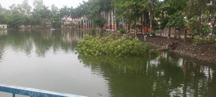 Transplanted a tree that fell in the rain in Pushkar Manduk | पुष्कर ...