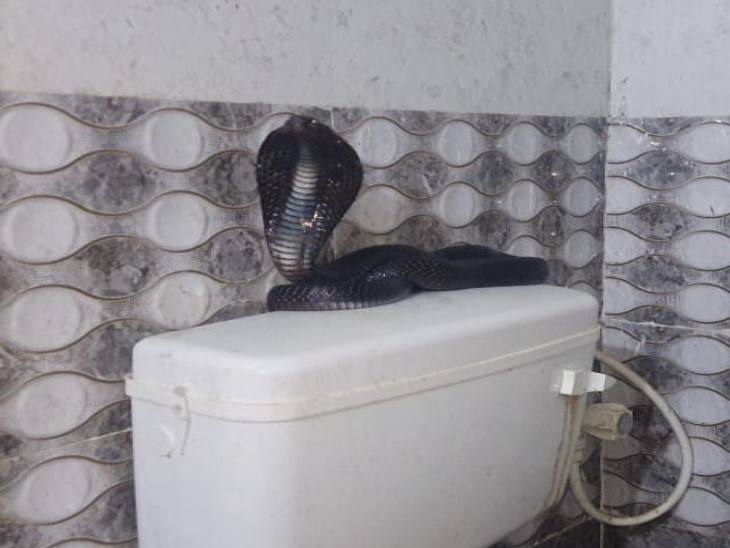 Rajasthan Cobra Rescue Operation; 5 Feet Long Snake Found In Bathroom In Kota | बाथरूम में घुसा ...