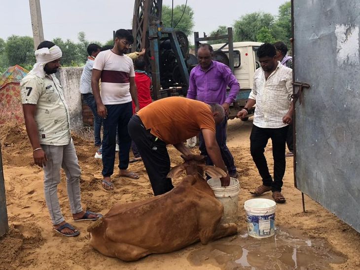 Cow protectors pulled out with the help of boring machine after hard ...