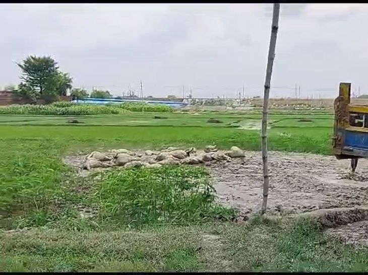 The problem faced by the farmer, the cattle rearer