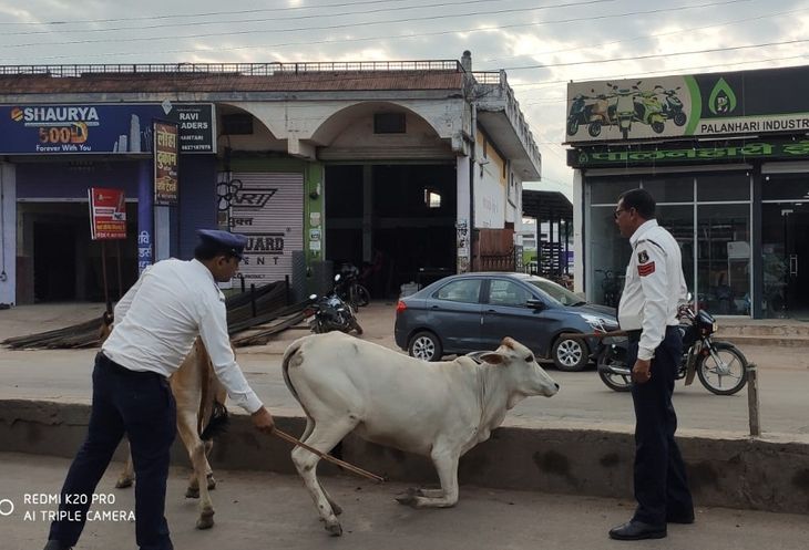 The corporation kept the bull tied in the cowcatcher car, while the ...