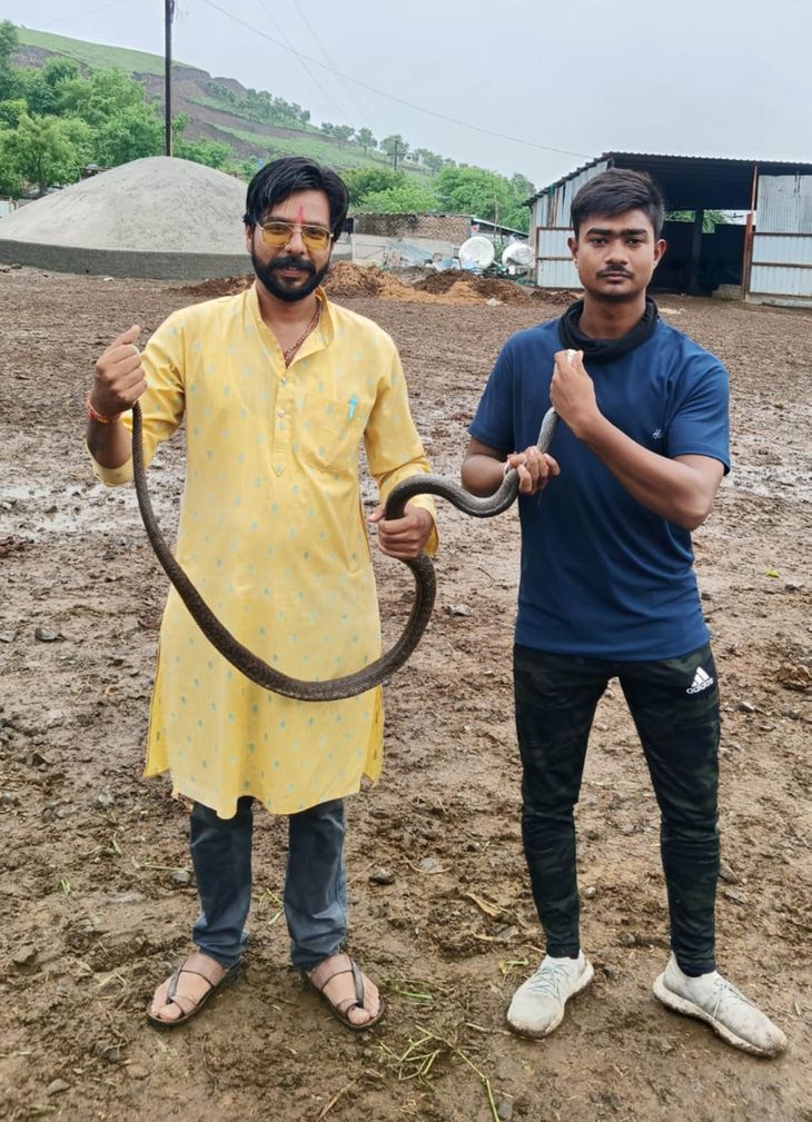 Caught 15 feet snake in Shankargarh Gaushala and left it safely ...
