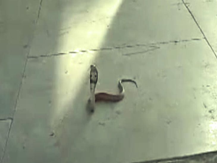 Snake catcher rescues 1 feet long baby cobra snake and leaves it in the ...