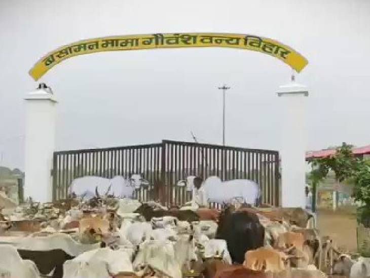 Application for Basaman Mama Smriti Forest and Conservation Award will ...