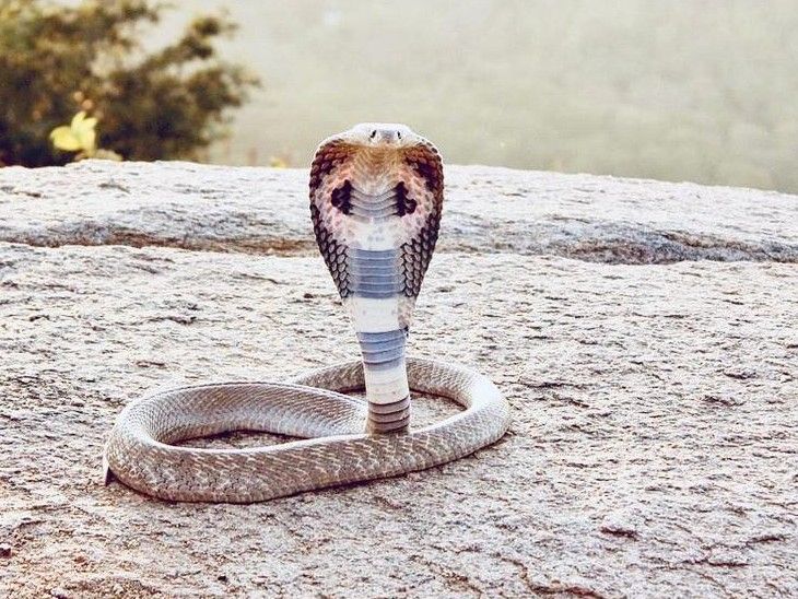 753 people were bitten by snakes in 17 districts of Jharkhand in a ...