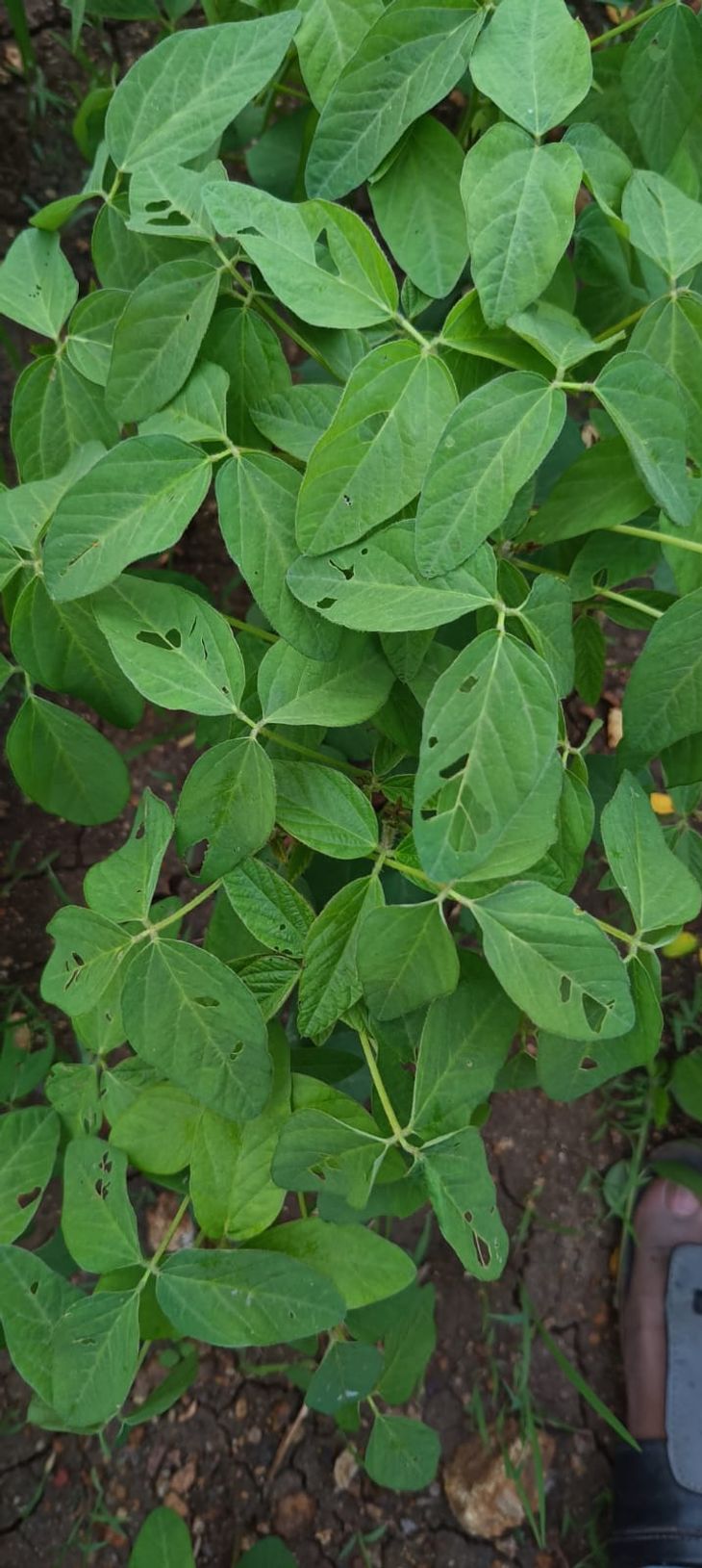 Outbreak of katra insect in Kharif crop, the leaves are being bitten ...